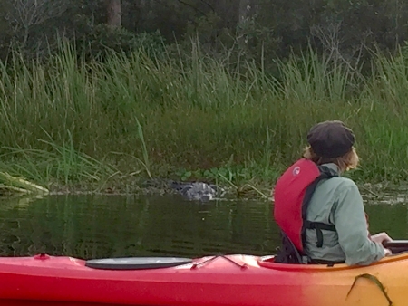Alligator River Kayak Tours | #1 Rated Tour by Coastal Kayak